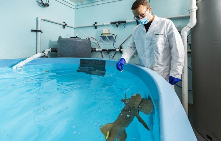 How Many Bones Does A Shark Have Educationblogweb